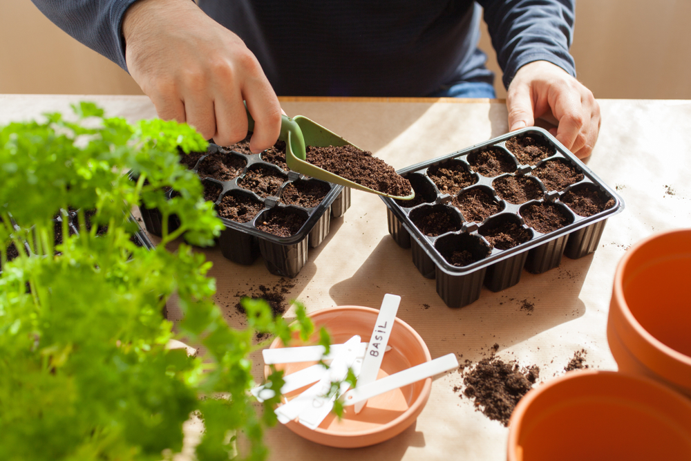 How to Grow Flowers from Seed Gardening for Beginners JParkers