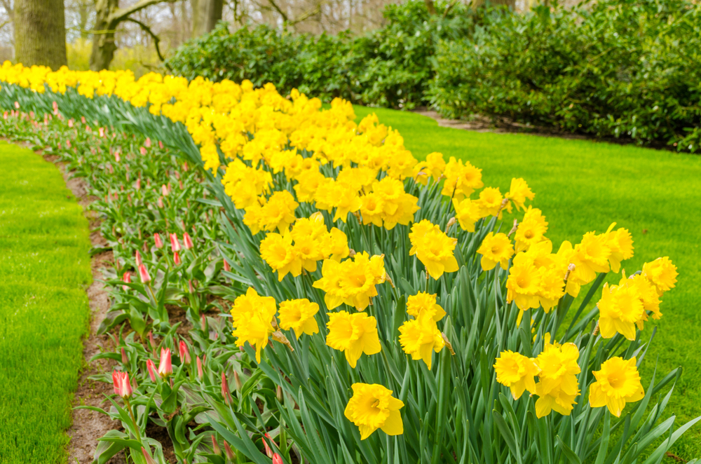 How to Maintain a Spring Display - JParkers