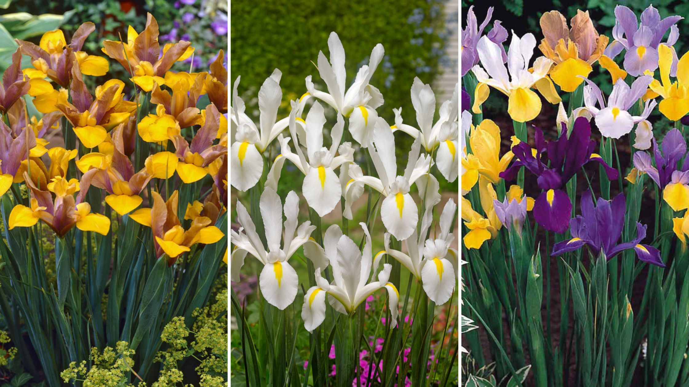 Best Summer Shrubs For Your Garden - coolurdu