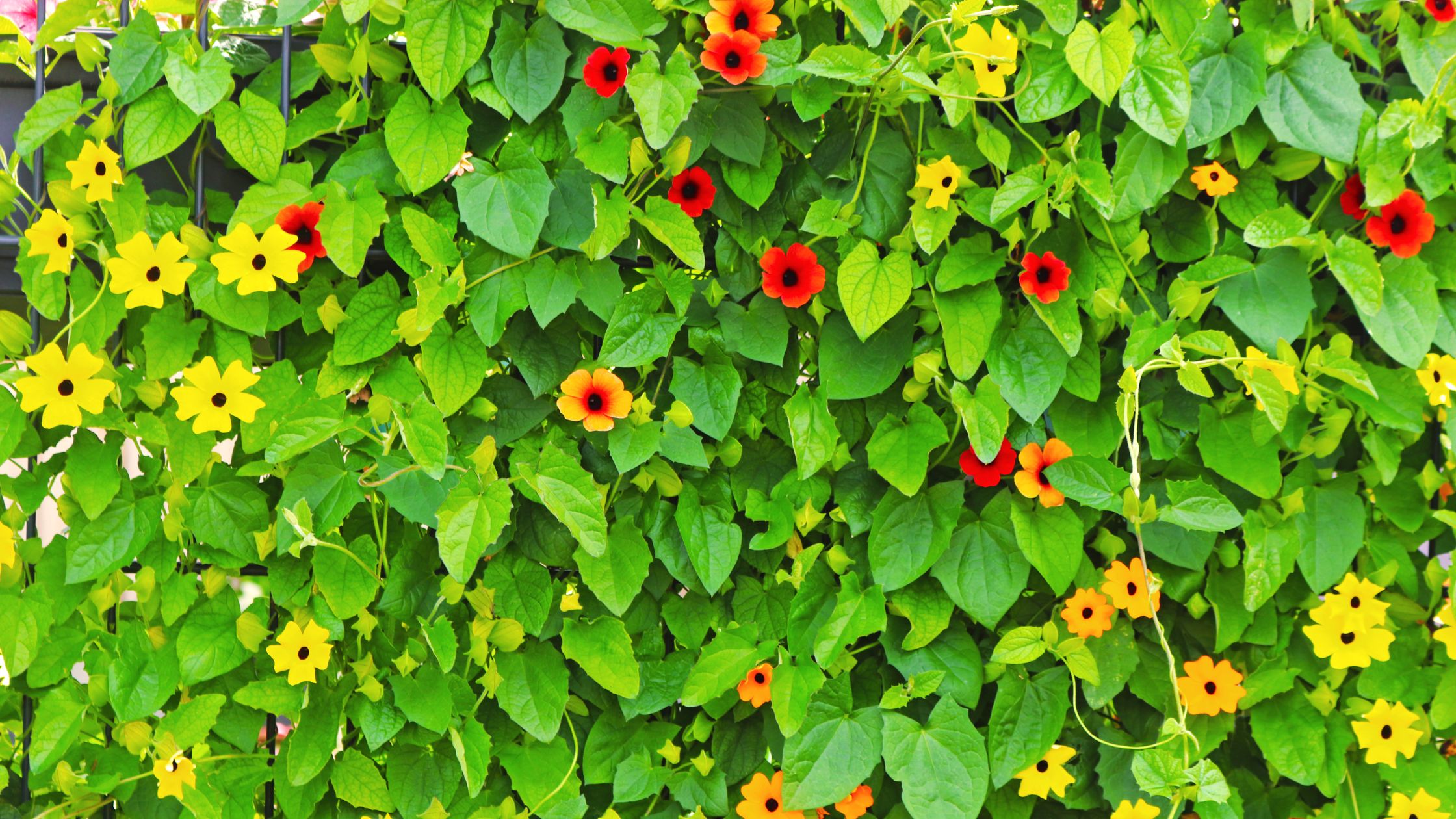 Top Climbing Plants for a Smaller Garden - JParkers