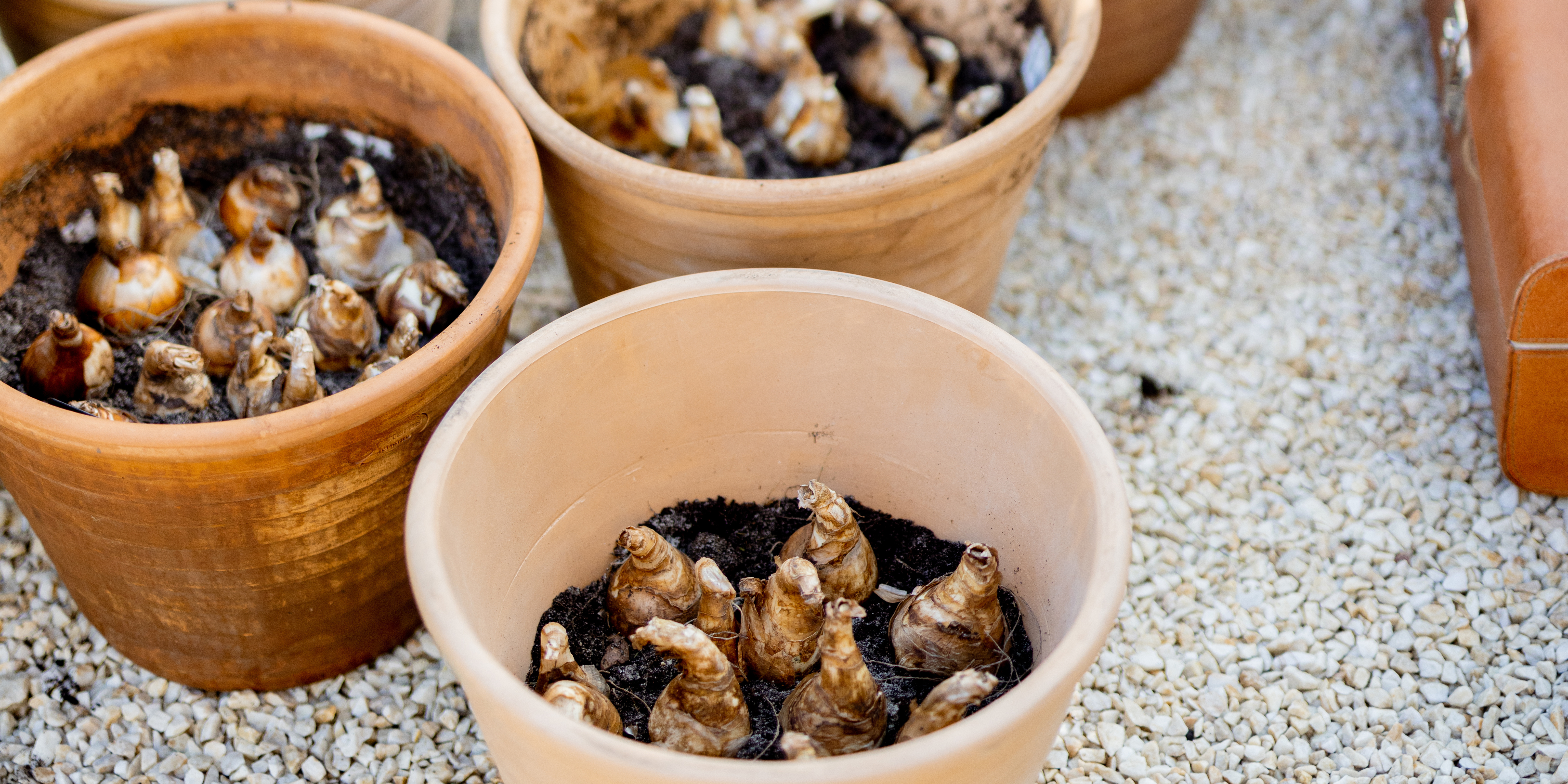 Our Prep Guide for Autumn Planting Season - JParkers