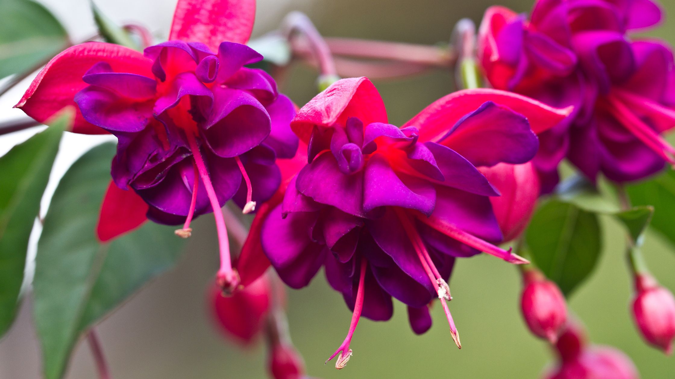 Our Favourite Begonias - Top Varieties for Your Summer Garden - JParkers