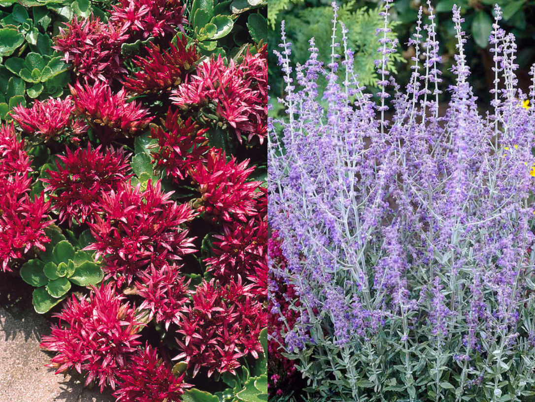 Perfect Plant Combos – What to Plant with Grasses - JParkers