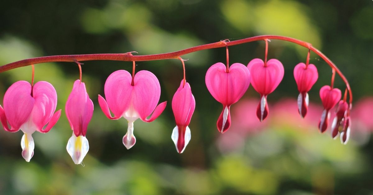 Valentines in the Garden - JParkers