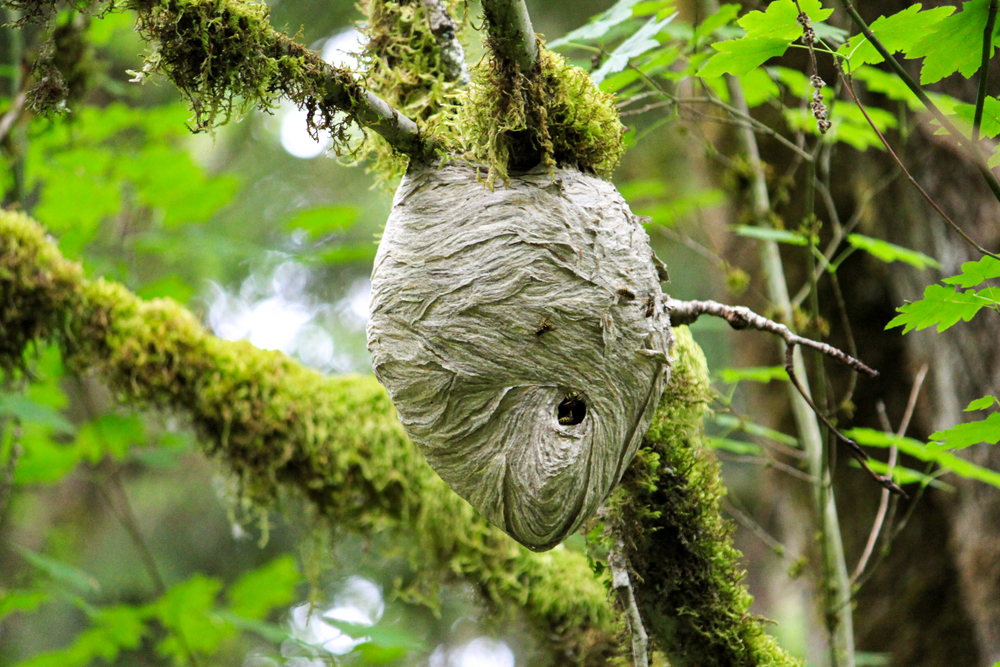 Wasp Nest In Tree In Garden