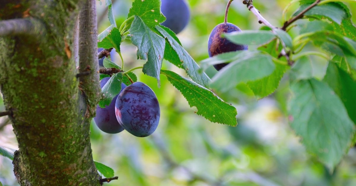 How to Plant Bare Root Fruit Trees - JParkers